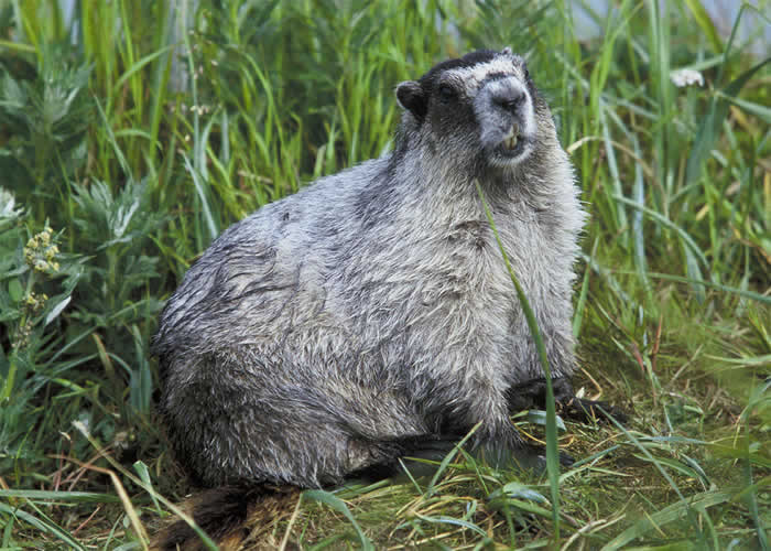 Hoary Marmot - Marmota caligata | Wildlife Journal Junior