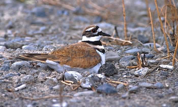Killdeer - Charadrius vociferus | Wildlife Journal Junior