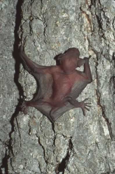 Little Brown Bat - Myotis lucifugus | Wildlife Journal Junior