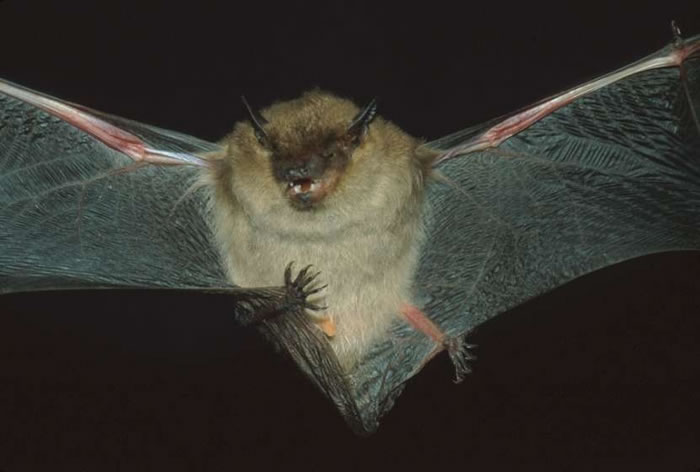 Little Brown Bat - Myotis lucifugus | Wildlife Journal Junior