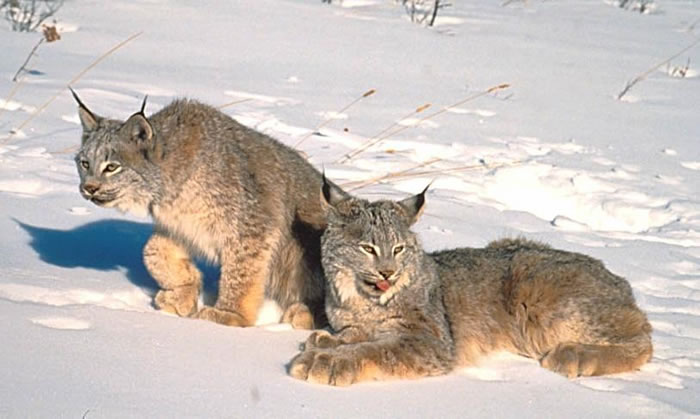 Canada Lynx - Lynx canadensis | Wildlife Journal Junior