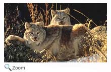 Canada Lynx - Lynx canadensis | Wildlife Journal Junior