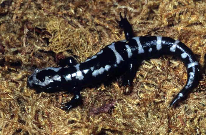 Marbled Salamander - Ambystoma opacum | Wildlife Journal Junior