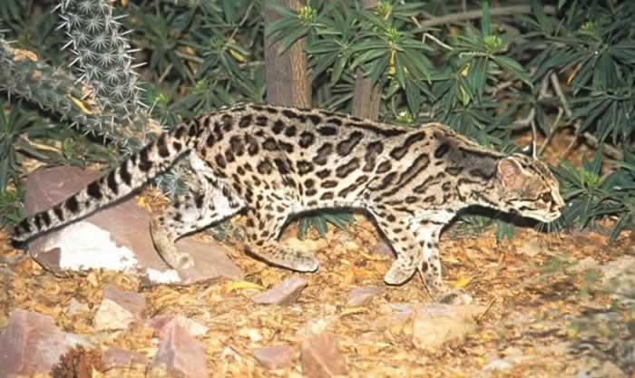 Margay - Leopardus wiedii | Wildlife Journal Junior