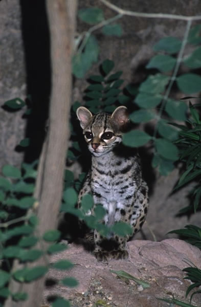 Margay - Leopardus wiedii | Wildlife Journal Junior