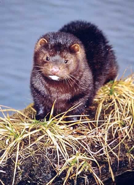 American Mink - Mustela vison | Wildlife Journal Junior
