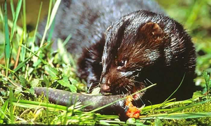 American Mink - Mustela vison | Wildlife Journal Junior