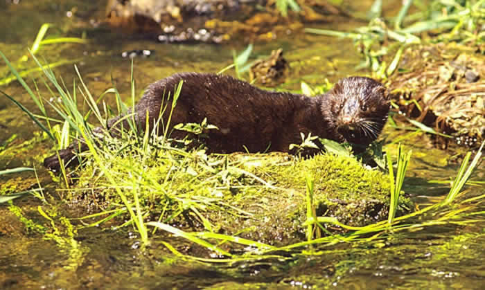 American Mink - Mustela vison | Wildlife Journal Junior