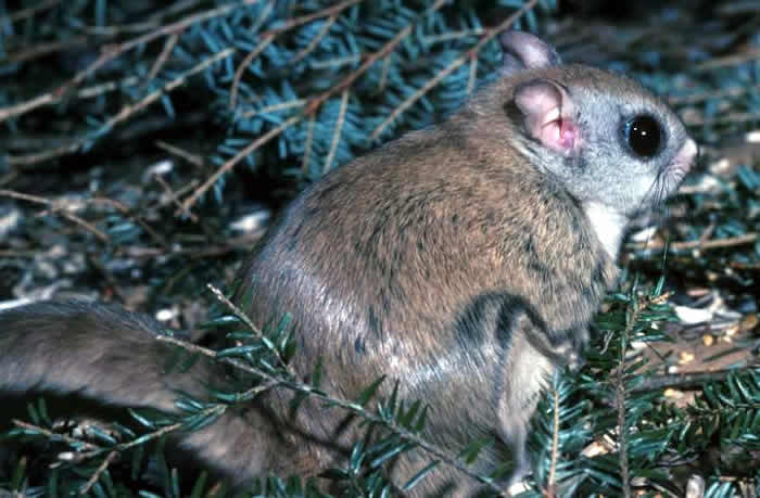 Northern Flying Squirrel - Glaucomys sabrinus | Wildlife Journal Junior