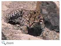 Ocelot - Leopardus pardalis | Wildlife Journal Junior
