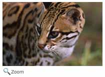 Ocelot - Leopardus pardalis | Wildlife Journal Junior