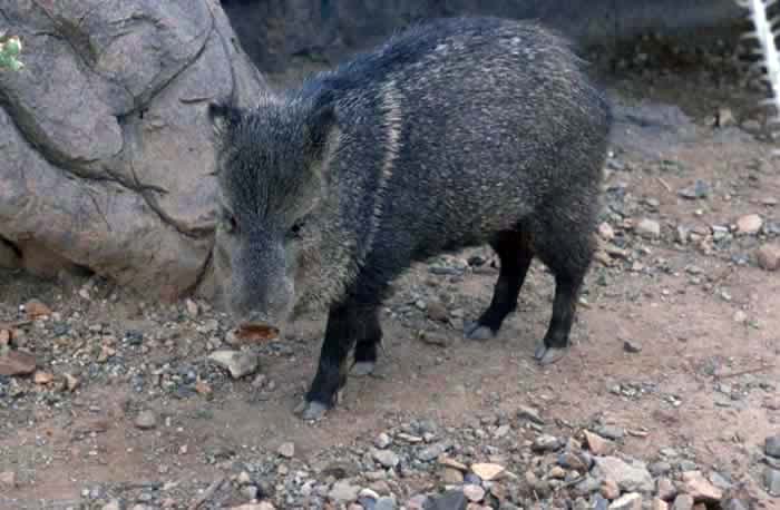 Collared Peccary - Pecari tajacu | Wildlife Journal Junior