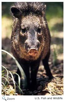 Collared Peccary - Pecari tajacu | Wildlife Journal Junior
