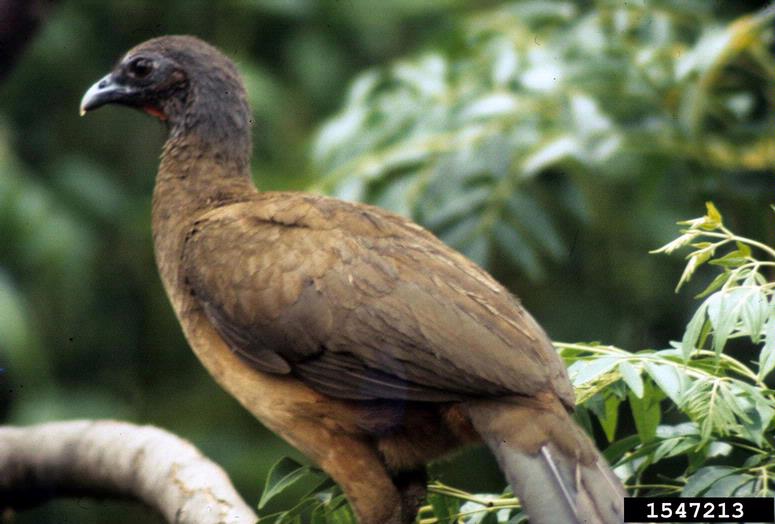 Plain Chachalaca - Ortalis vetula | Wildlife Journal Junior