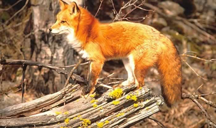Red Fox - Vulpes vulpes | Wildlife Journal Junior