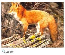 Red Fox - Vulpes vulpes | Wildlife Journal Junior
