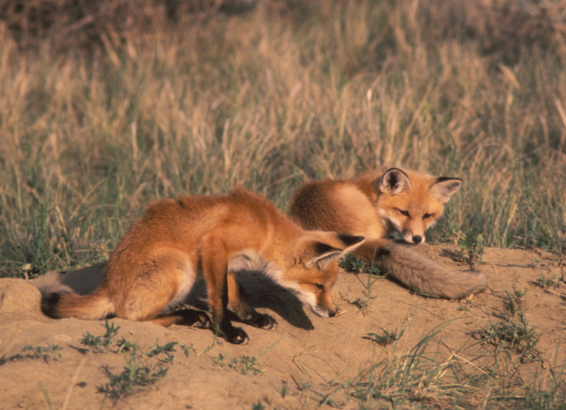 Red Fox - Vulpes vulpes | Wildlife Journal Junior