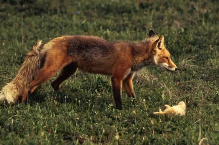 Red Fox - Vulpes vulpes | Wildlife Journal Junior