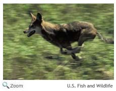 Red Wolf - Canis rufus | Wildlife Journal Junior