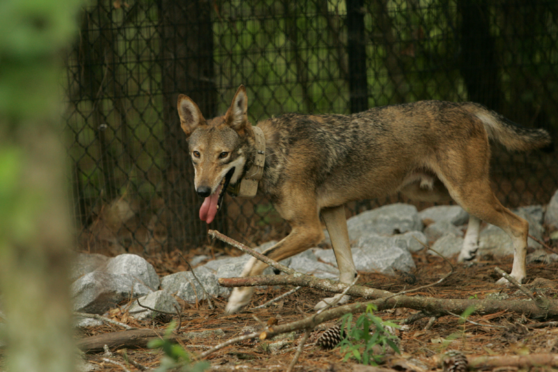 Red Wolf - Canis rufus | Wildlife Journal Junior