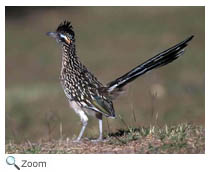 Greater Roadrunner - Geococcyx californianus | Wildlife Journal Junior