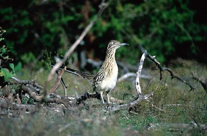 Greater Roadrunner - Geococcyx californianus | Wildlife Journal Junior