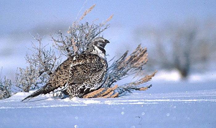 Greater Sage Grouse - Centrocercus urophasianus | Wildlife Journal Junior