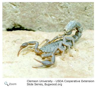 Arachnida - spiders, scorpions, mites, ticks | Wildlife Journal Junior