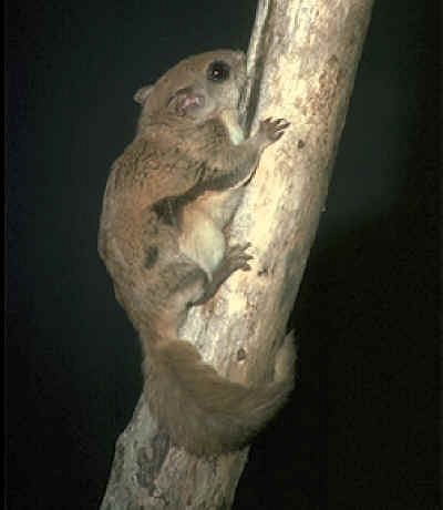 Southern Flying Squirrel - Glaucomys volans | Wildlife Journal Junior