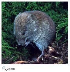 Southern Red-backed Vole - Clethrionomys gapperi | Wildlife Journal Junior