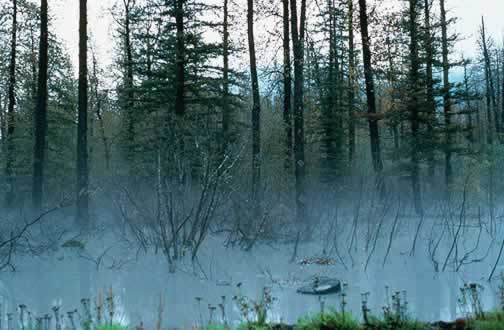 Swamps | Wildlife Journal Junior