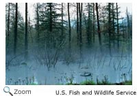 Swamps | Wildlife Journal Junior
