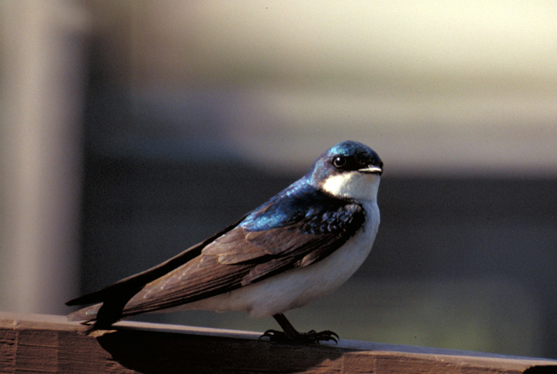 Tree Swallow - Tachycineta bicolor | Wildlife Journal Junior