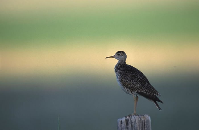 Upland Sandpiper - Bartramia longicauda | Wildlife Journal Junior