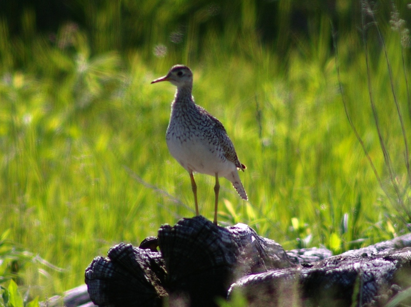 Upland Sandpiper - Bartramia longicauda | Wildlife Journal Junior