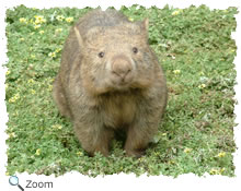 Vombatidae - wombats | Wildlife Journal Junior