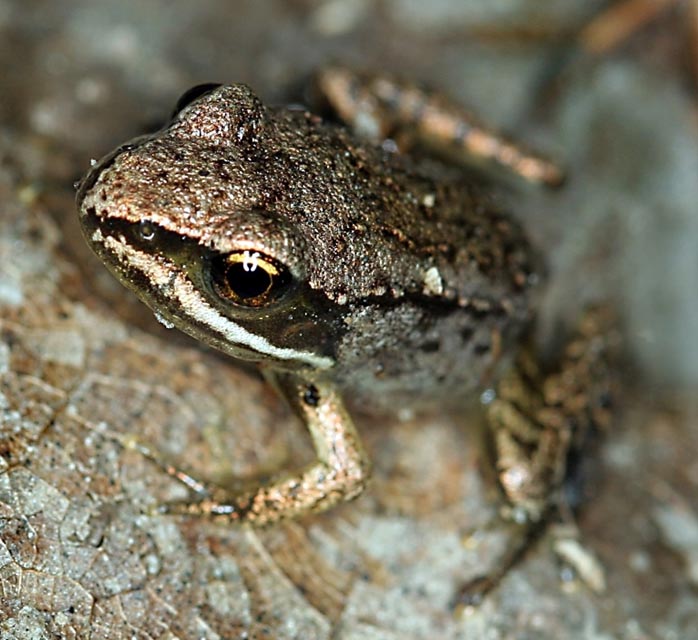 Wood Frog Tadpoles