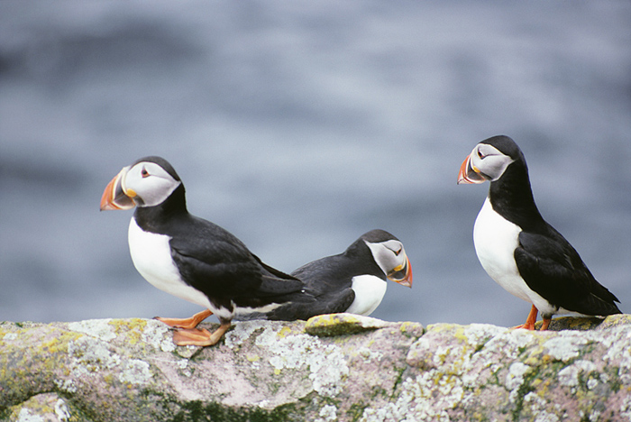 Alcidae - auks, murres, puffins | Wildlife Journal Junior